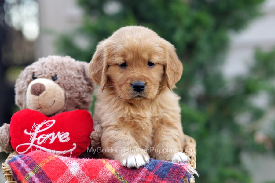 Cheyenne - My Golden Retriever Puppies
