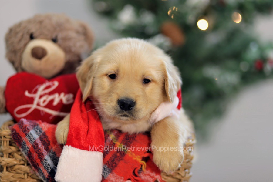 Garrett - My Golden Retriever Puppies