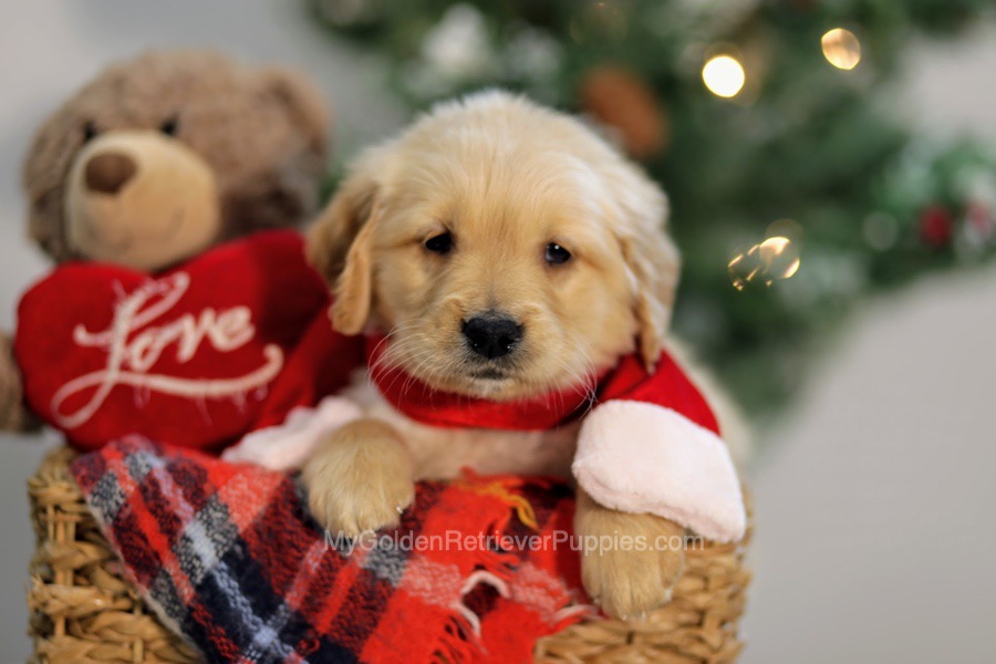 Grace - My Golden Retriever Puppies