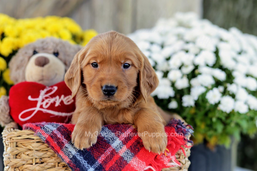 Kyle - My Golden Retriever Puppies