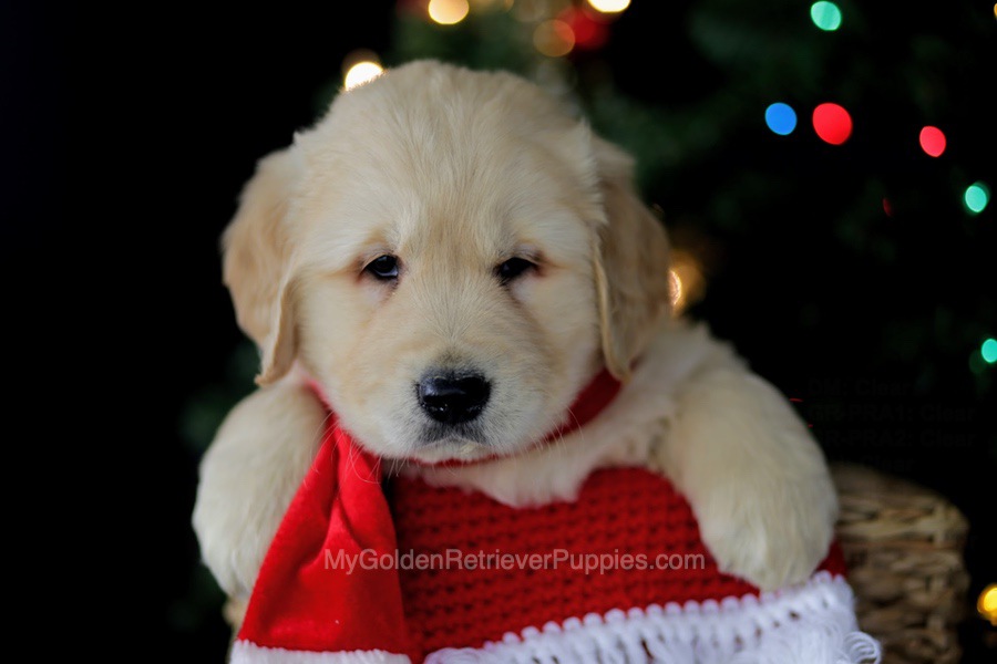 Prince - My Golden Retriever Puppies