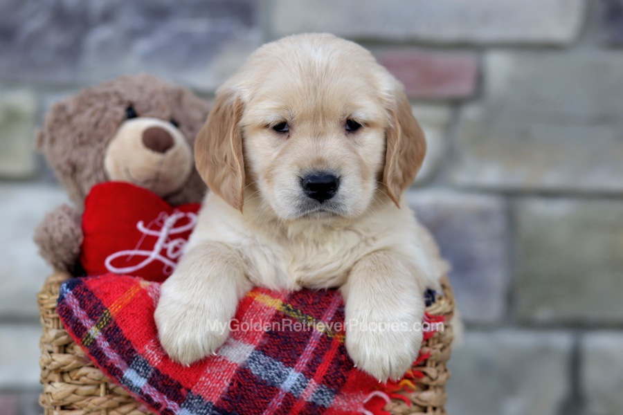 Sheba - My Golden Retriever Puppies