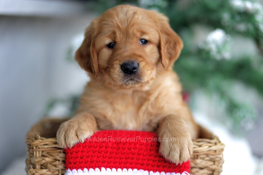 Cooper - My Golden Retriever Puppies