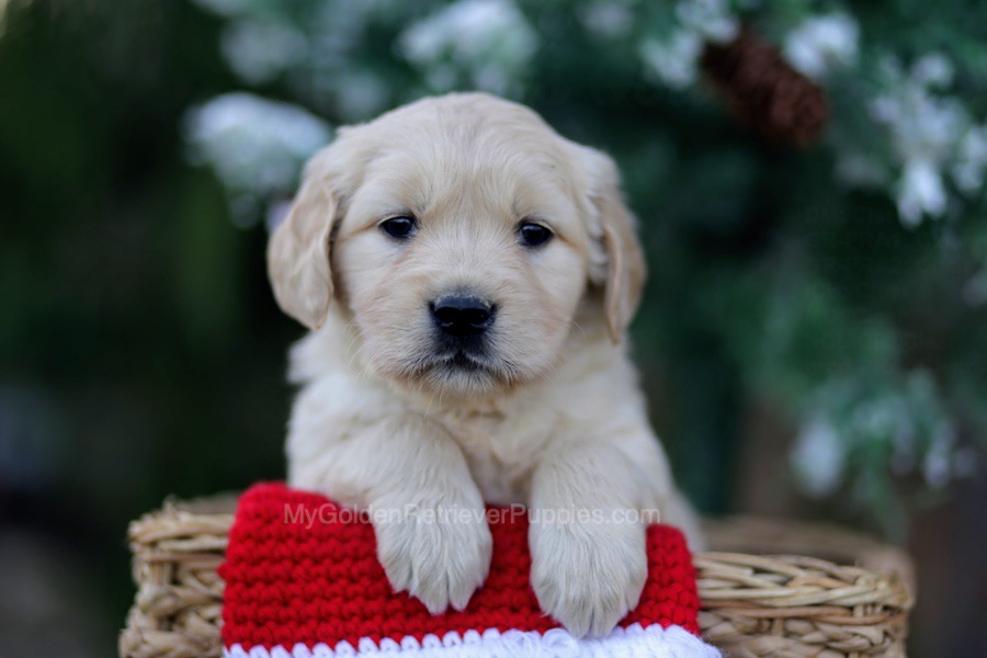 Ginger - My Golden Retriever Puppies