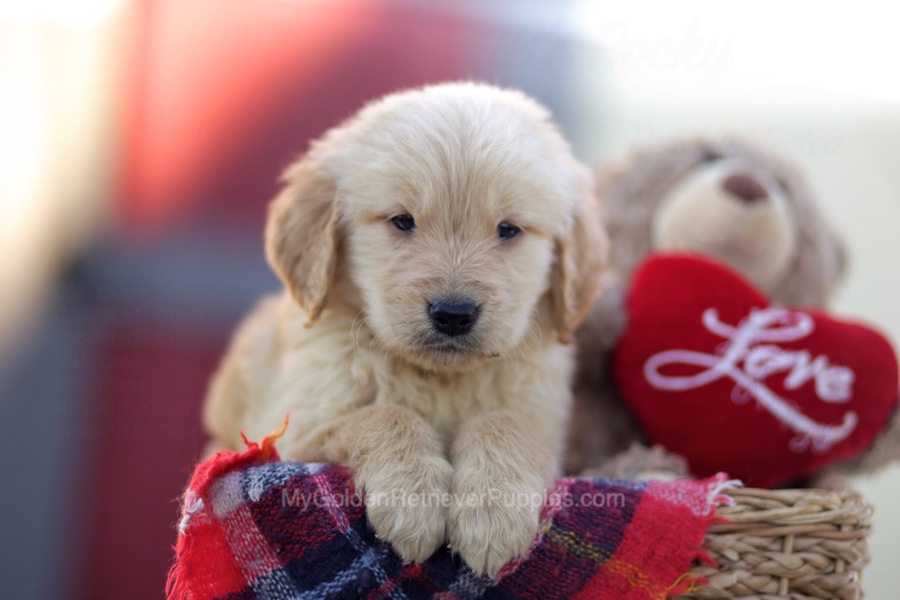 Milton - My Golden Retriever Puppies