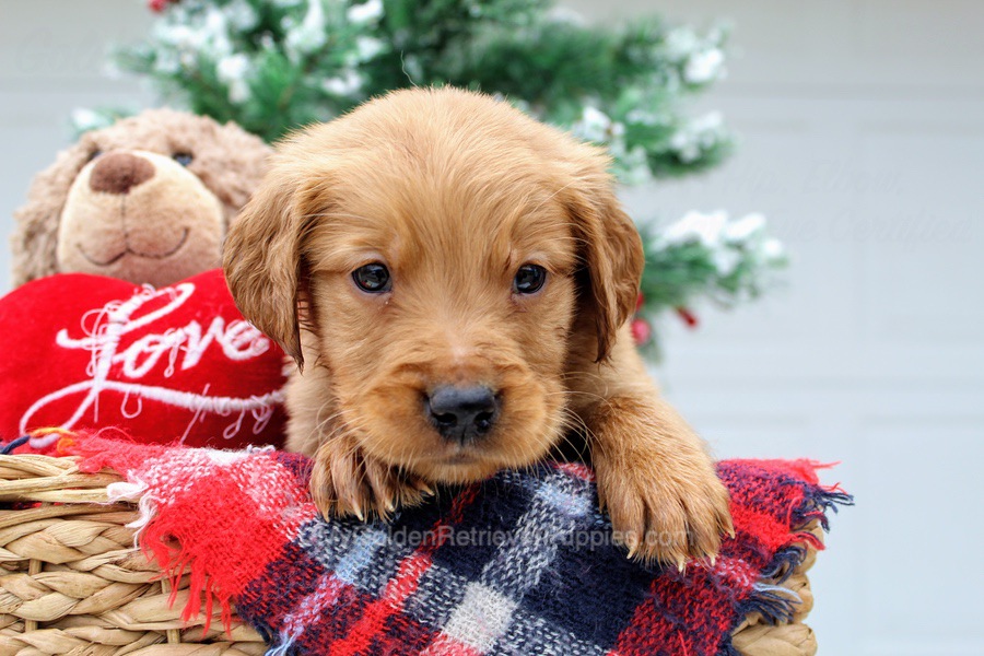 Warren - My Golden Retriever Puppies