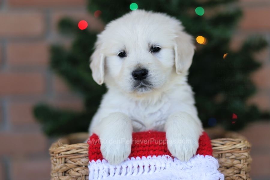 Weston - My Golden Retriever Puppies