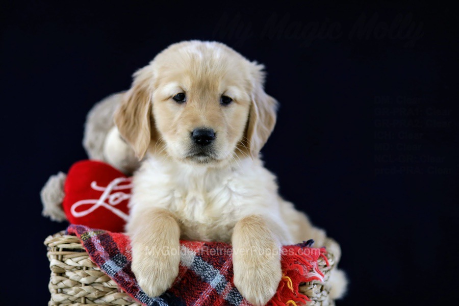 Cheyenne - My Golden Retriever Puppies
