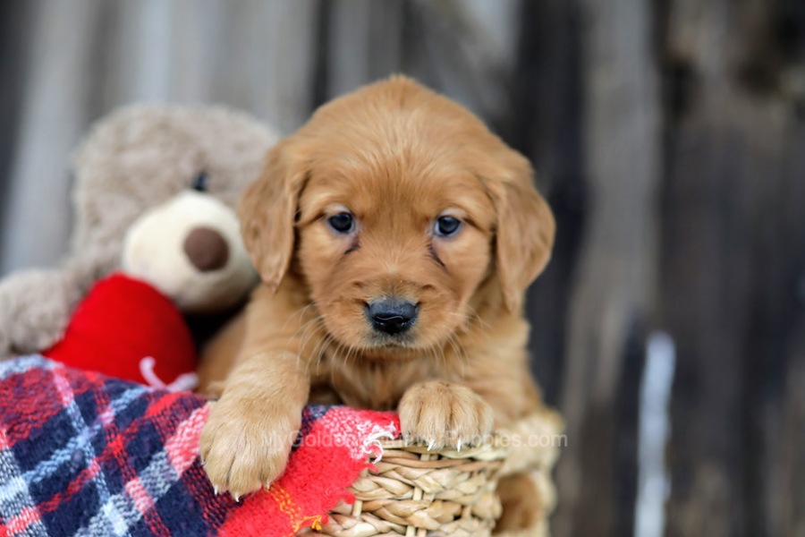 June - My Golden Retriever Puppies