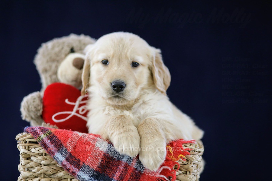 Koby - My Golden Retriever Puppies