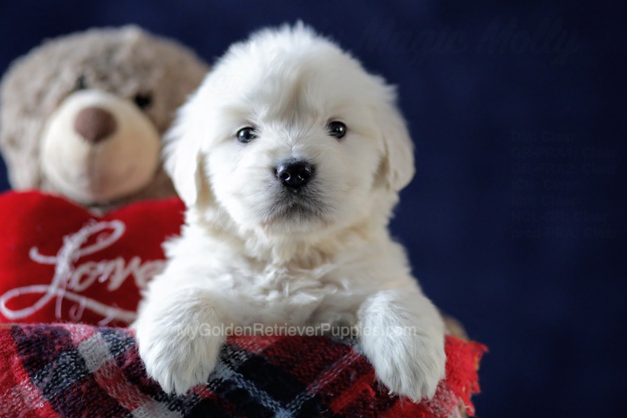 Rhonda - My Golden Retriever Puppies