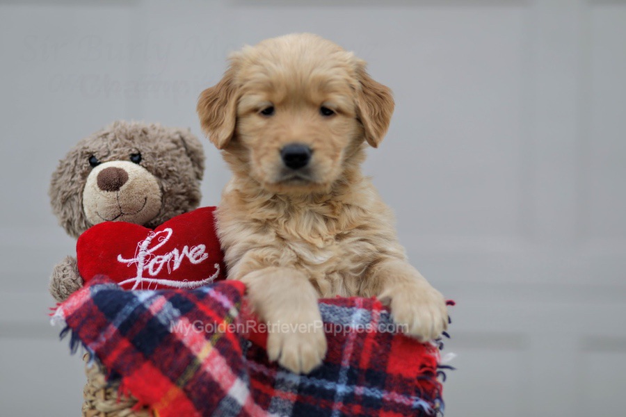 Sam - My Golden Retriever Puppies
