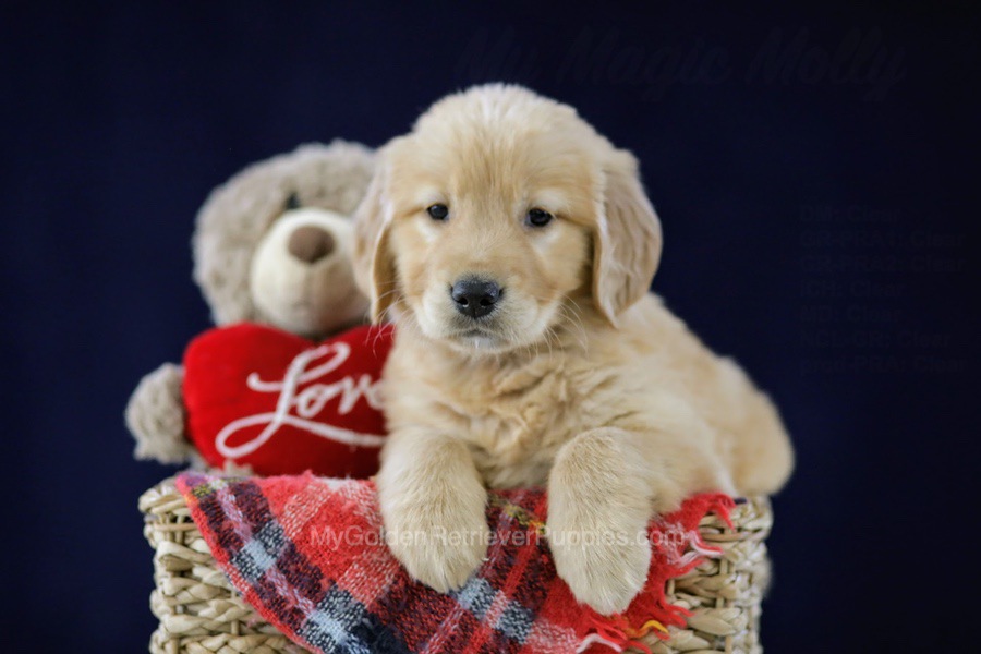 Sandy - My Golden Retriever Puppies