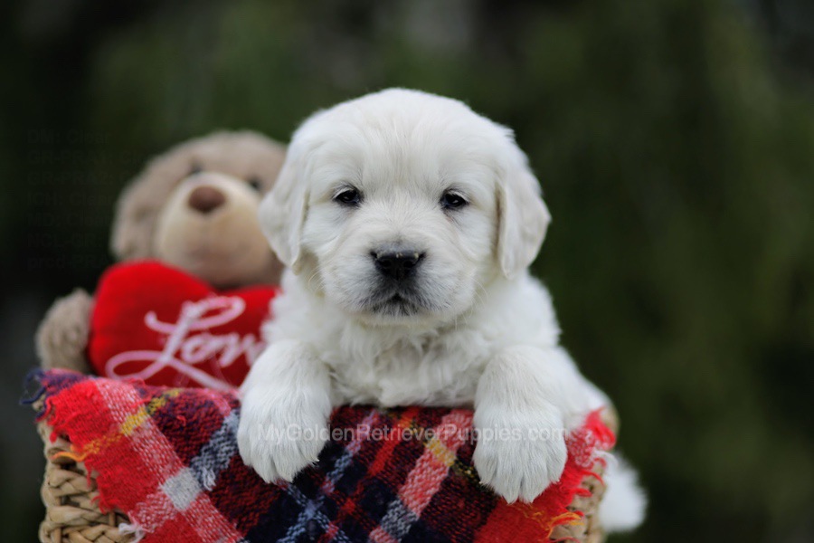 Trevor - My Golden Retriever Puppies