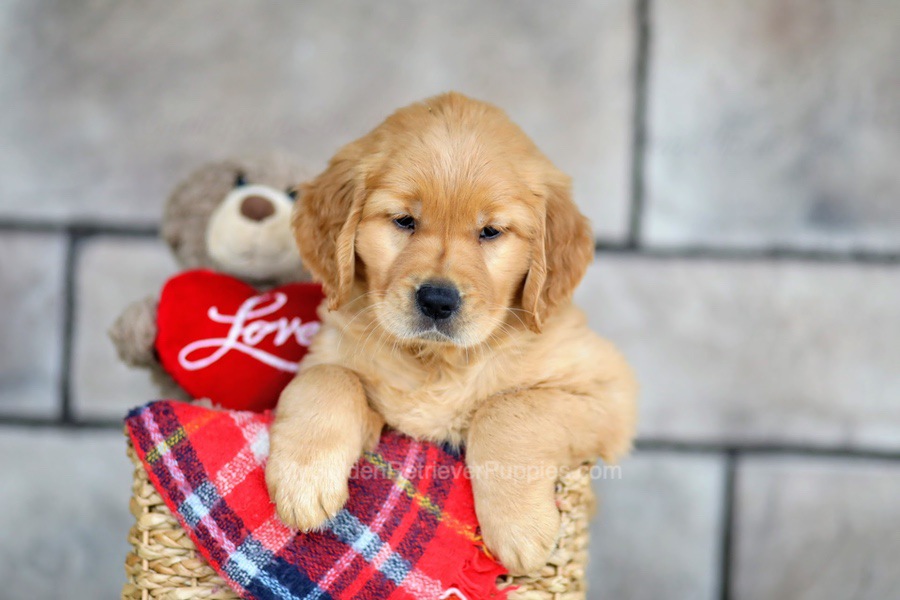Chase - My Golden Retriever Puppies