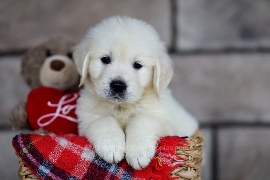 Shadow - My Golden Retriever Puppies