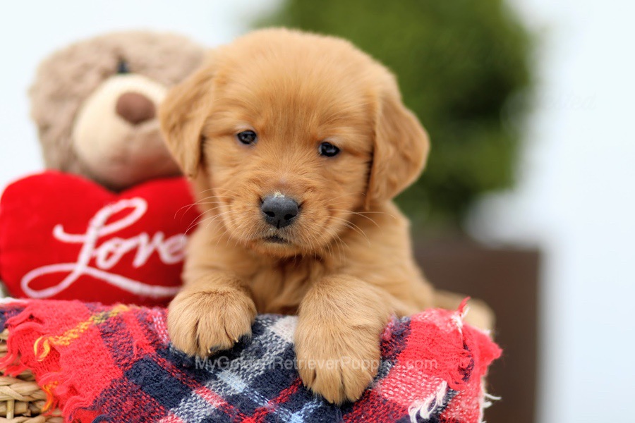 Latte - My Golden Retriever Puppies