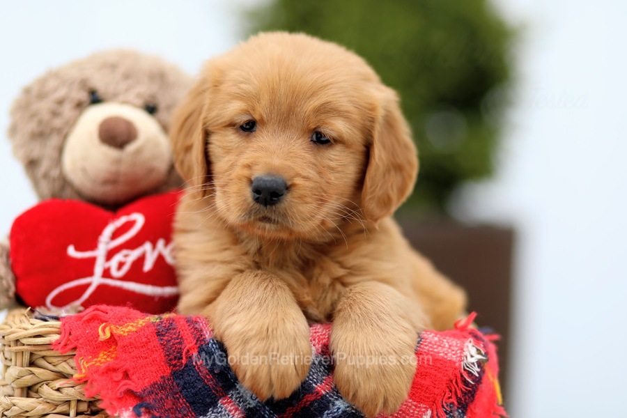 Lu - My Golden Retriever Puppies