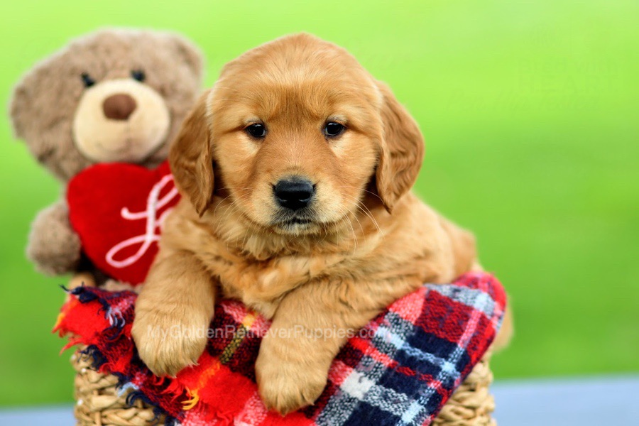 April - My Golden Retriever Puppies