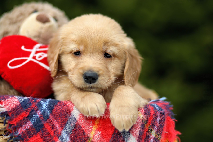 Chad - My Golden Retriever Puppies