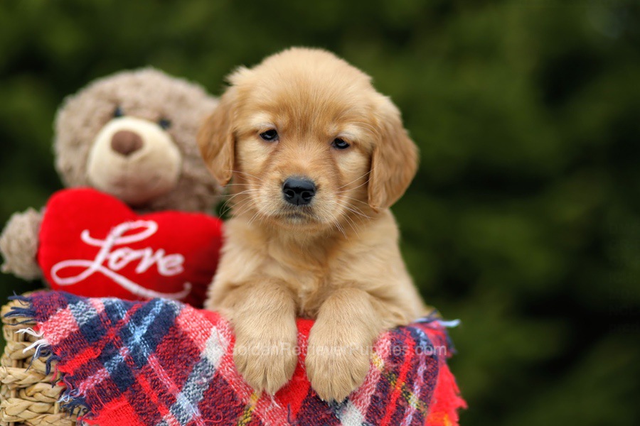 Cheyenne - My Golden Retriever Puppies