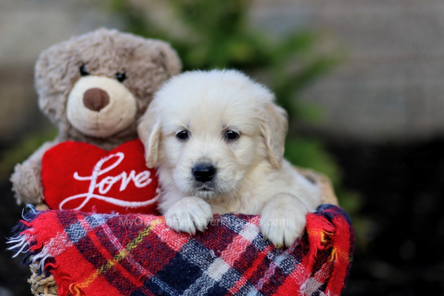 Cody - My Golden Retriever Puppies