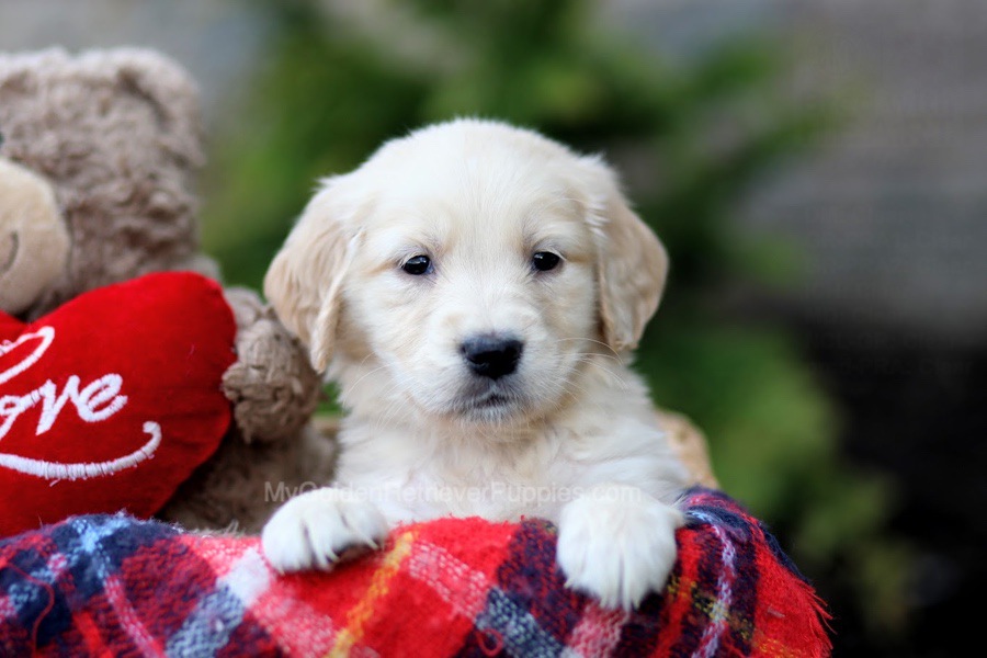 Cora - My Golden Retriever Puppies