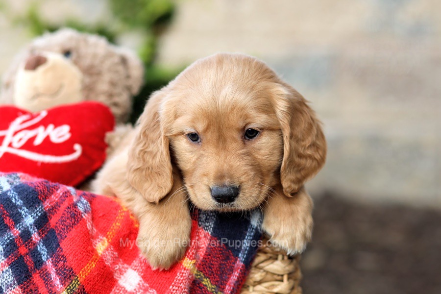 Grace - My Golden Retriever Puppies