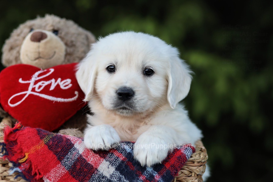 Sam - My Golden Retriever Puppies