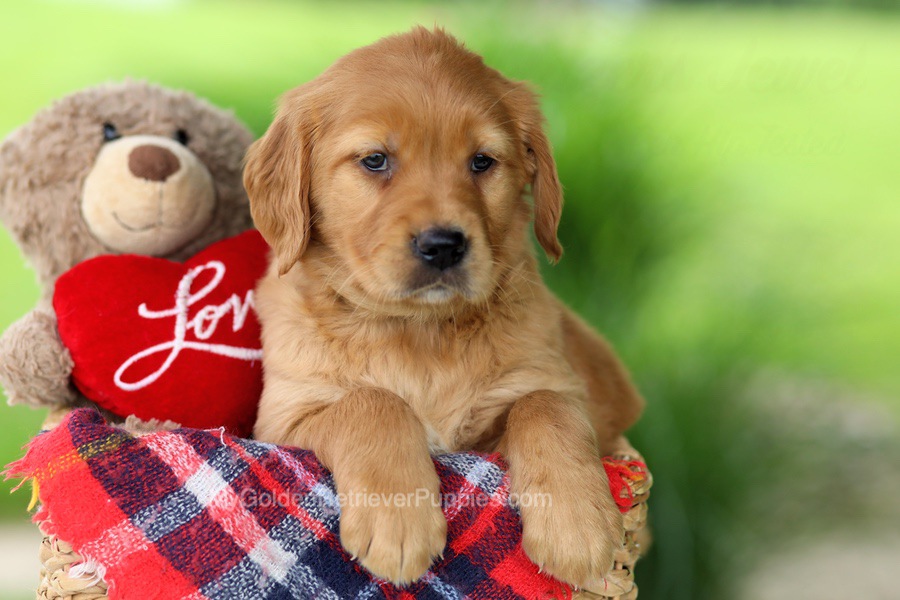 Brenda - My Golden Retriever Puppies