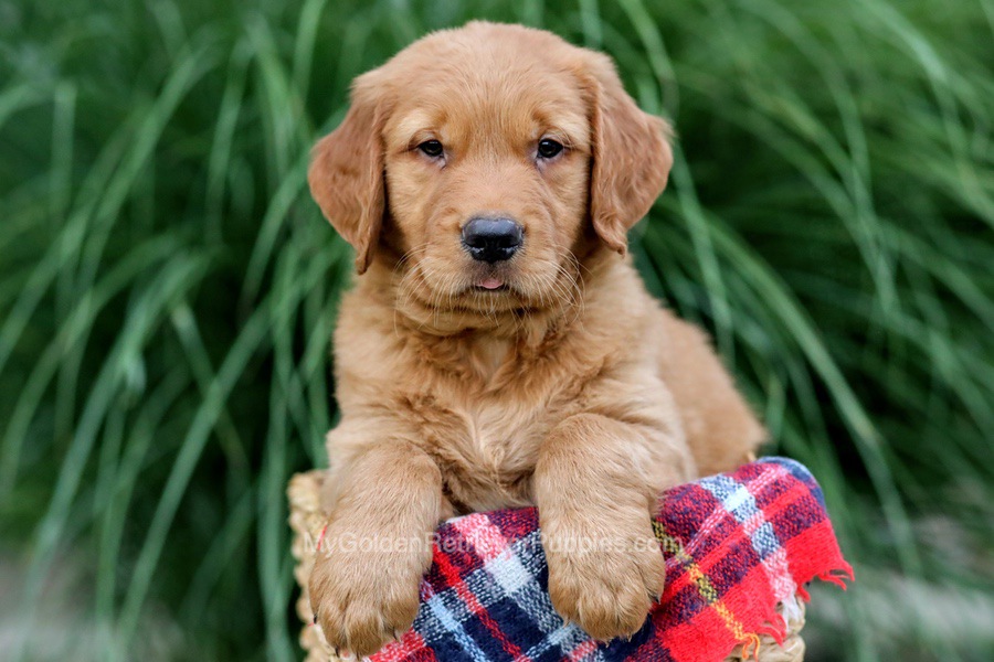 Doc - My Golden Retriever Puppies