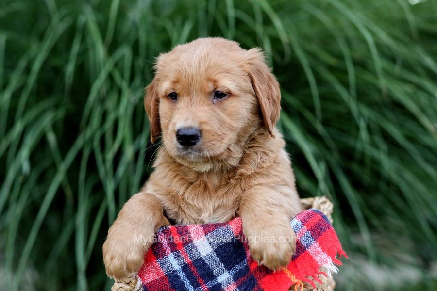 Drake - My Golden Retriever Puppies