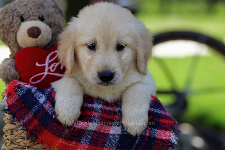Major - My Golden Retriever Puppies