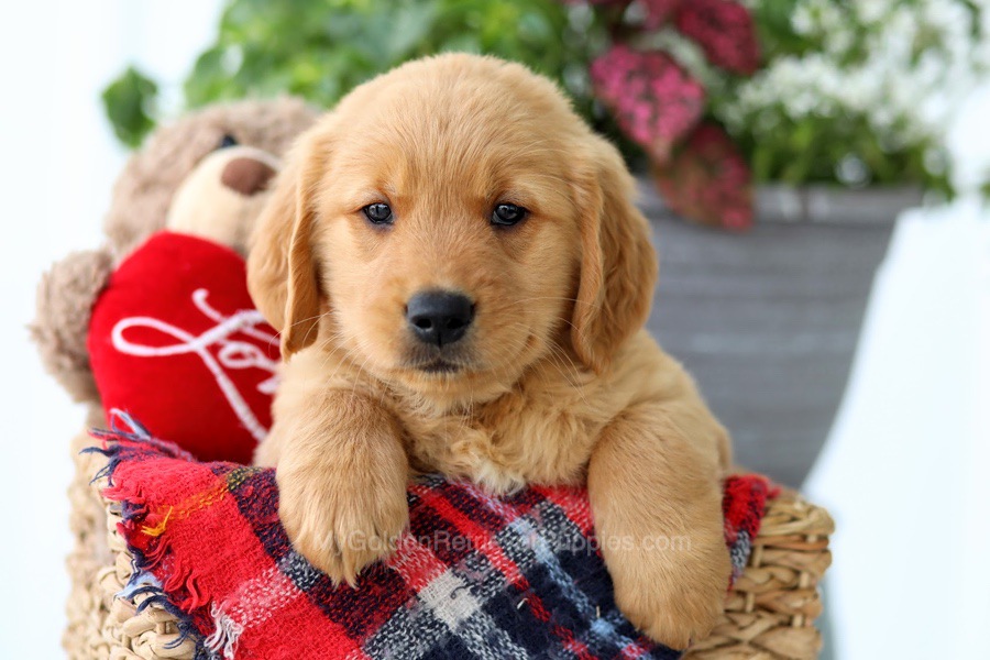 Pablo - My Golden Retriever Puppies