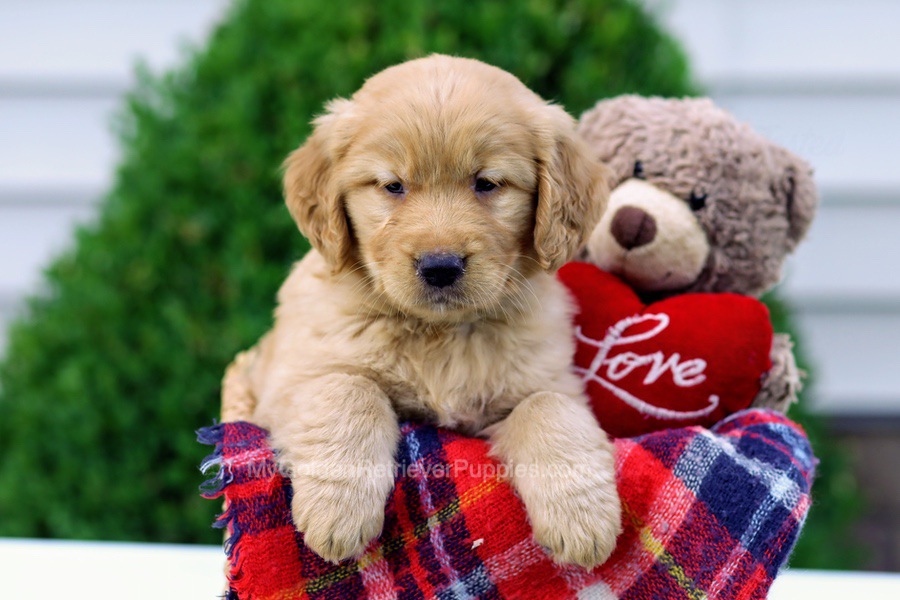Sandy - My Golden Retriever Puppies