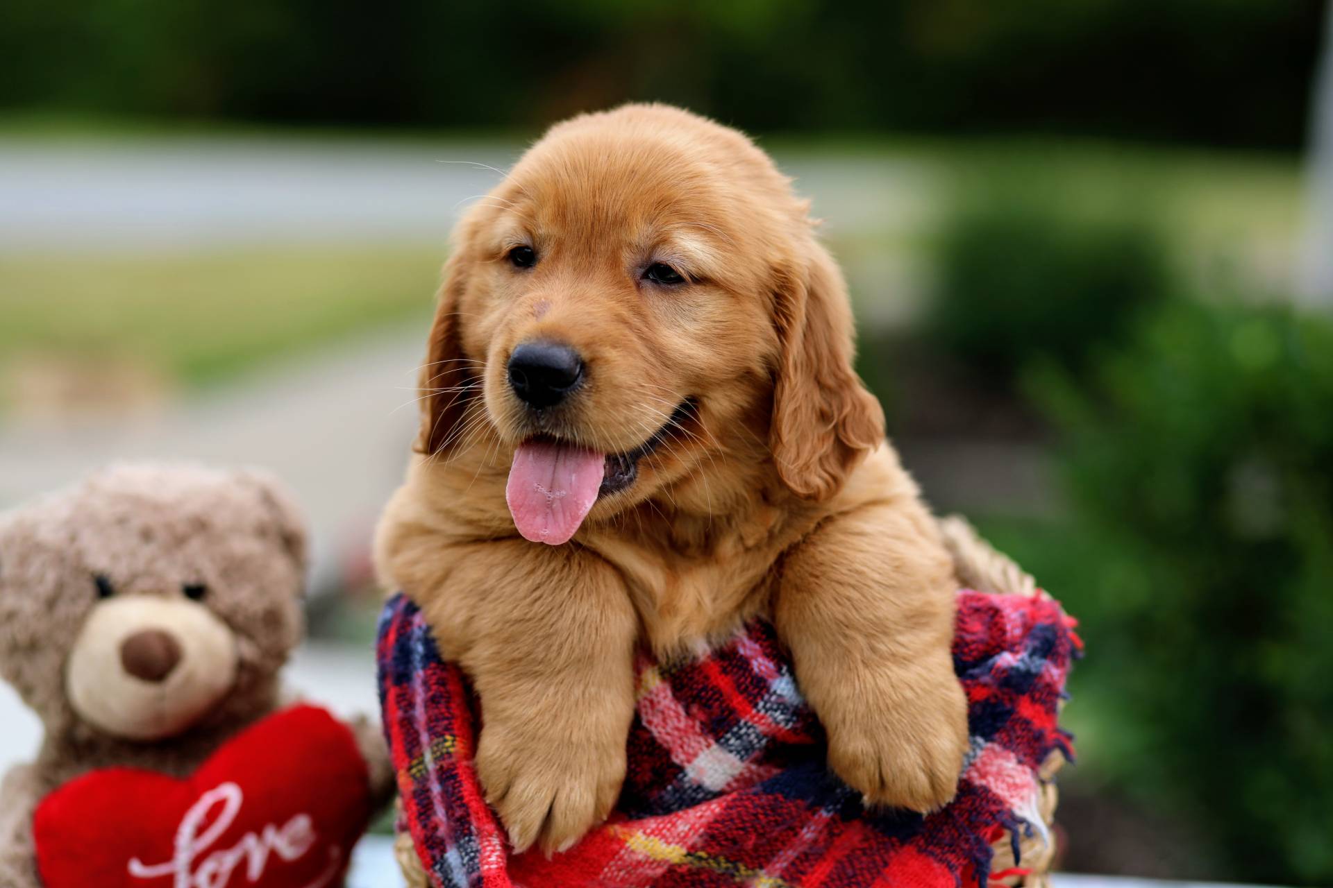 Rory - My Golden Retriever Puppies