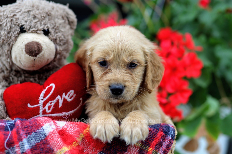 Scott - My Golden Retriever Puppies