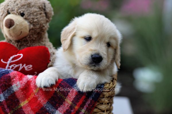 Nemo - My Golden Retriever Puppies