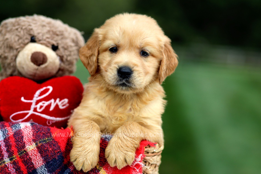 Chase - My Golden Retriever Puppies