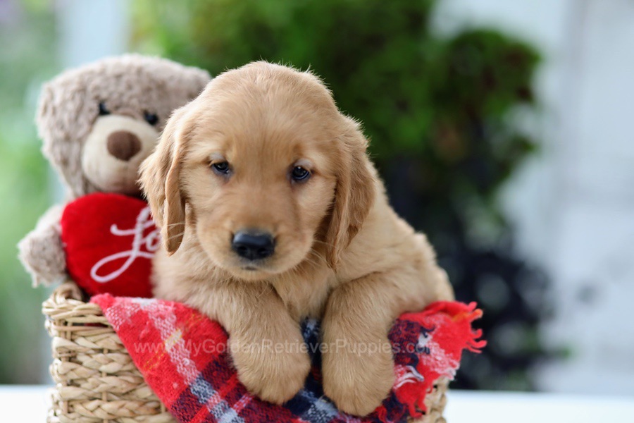 Chase - My Golden Retriever Puppies