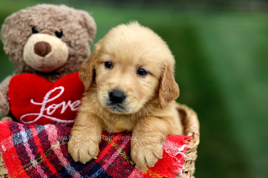 Cody - My Golden Retriever Puppies