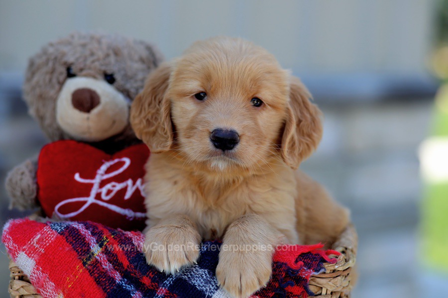 Geneva - My Golden Retriever Puppies