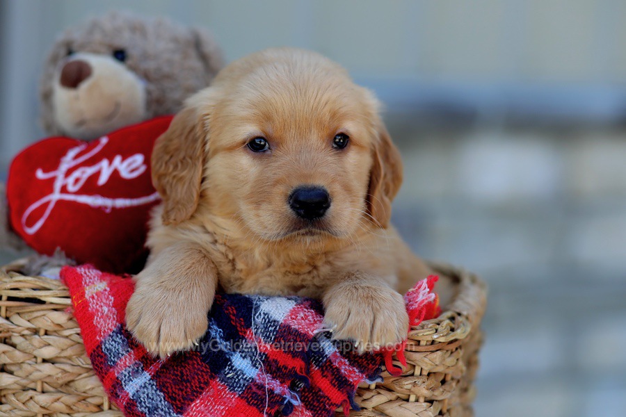 Gilbert - My Golden Retriever Puppies