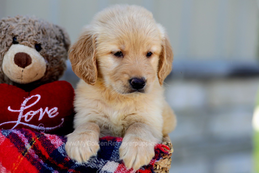 Ginger - My Golden Retriever Puppies