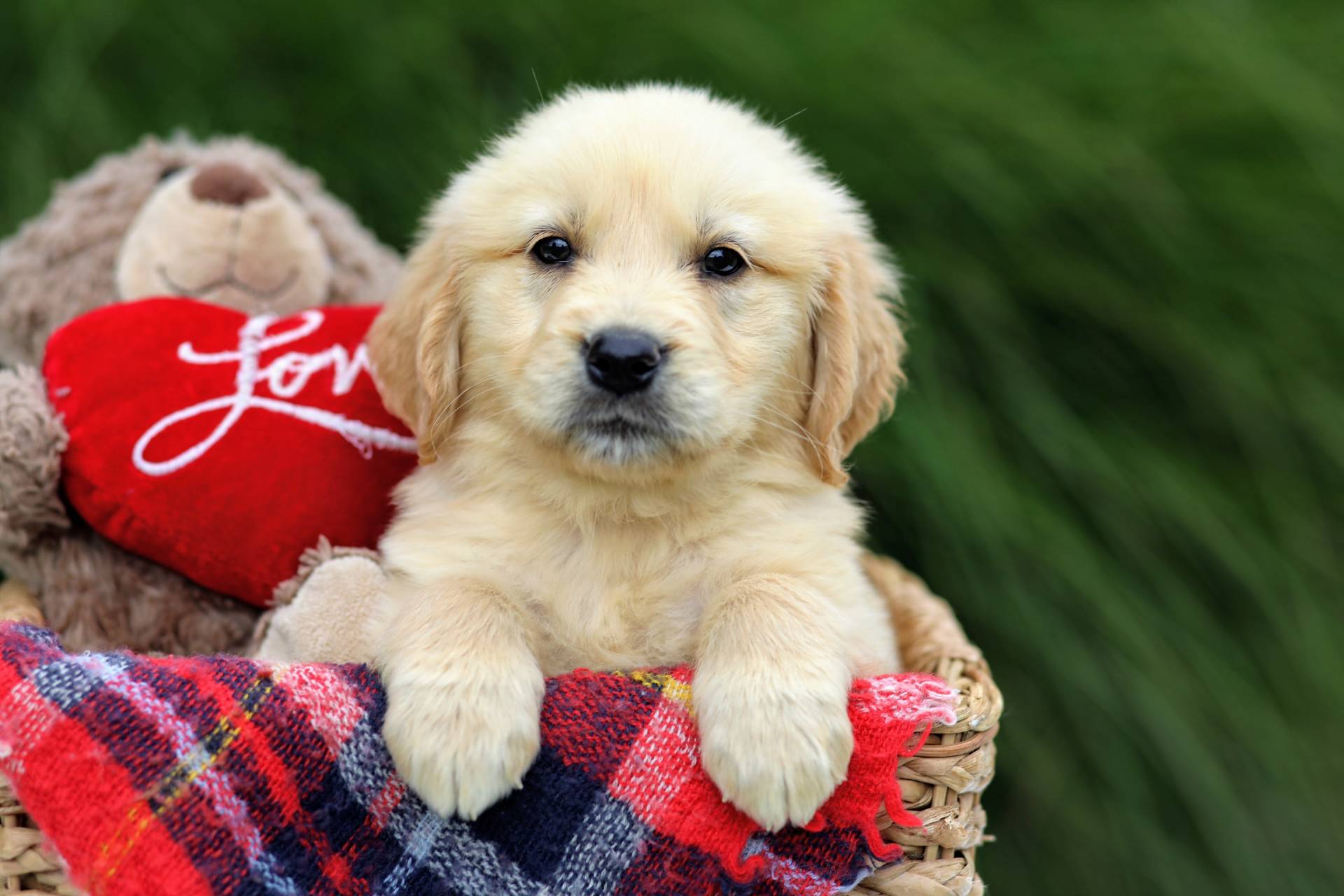 Frisky - My Golden Retriever Puppies