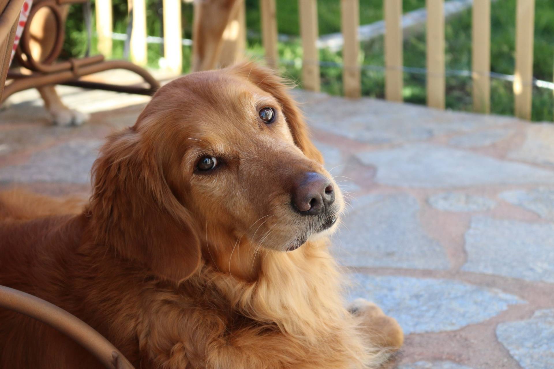 9 Most Common Golden Retriever Health Problems (+expert tips)