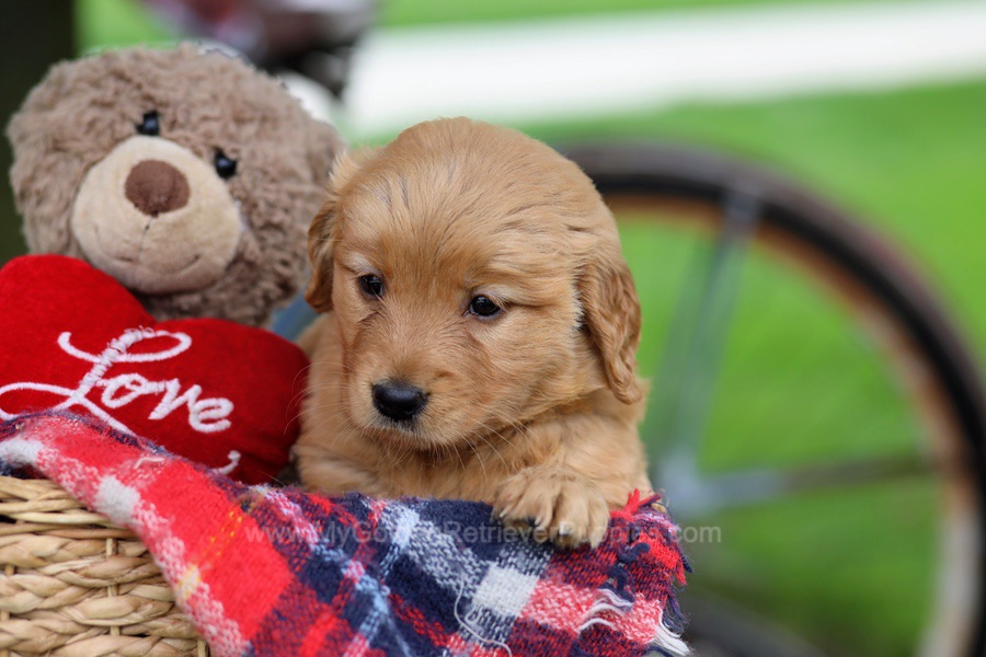 Ava - My Golden Retriever Puppies