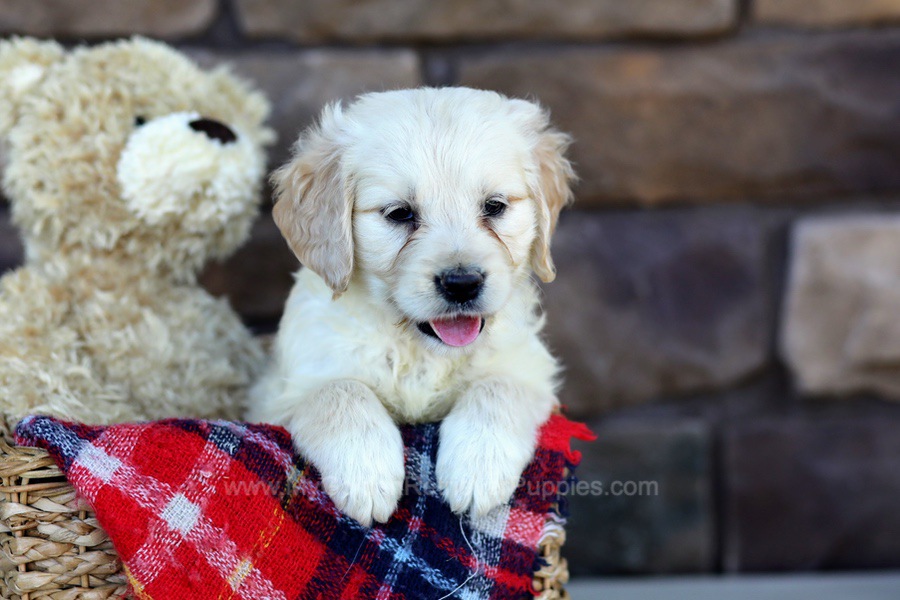 Bailey - My Golden Retriever Puppies