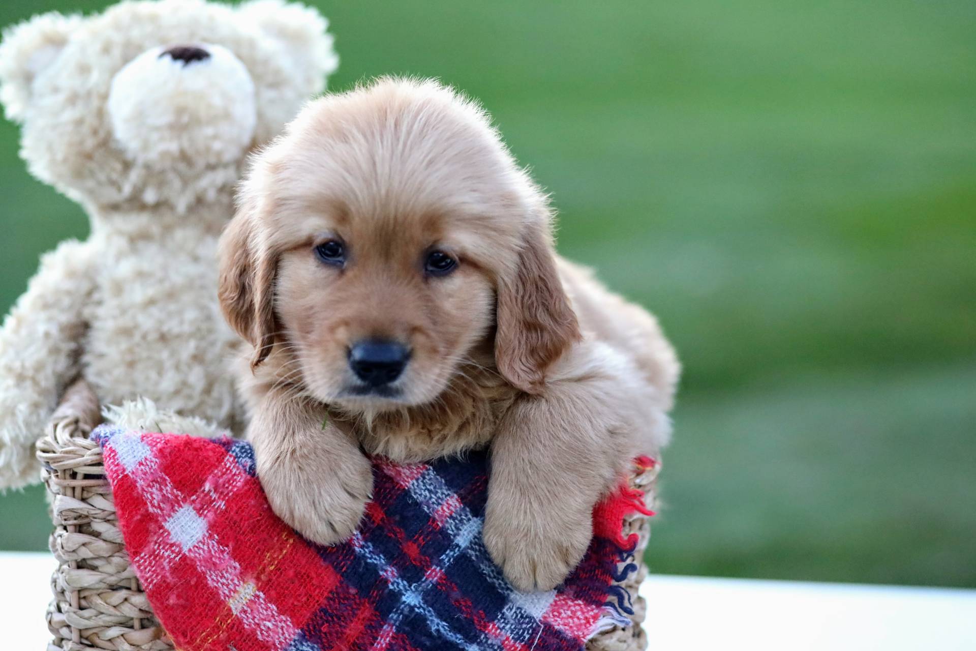 Shawn - My Golden Retriever Puppies