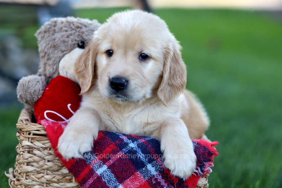Todd - My Golden Retriever Puppies